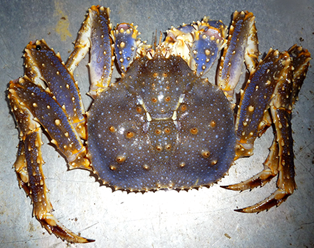 Blue King Crab
